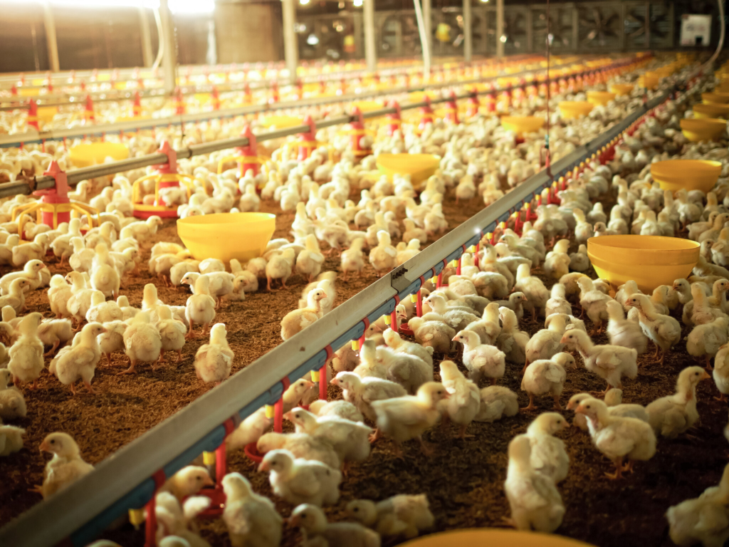 IoT in Smart Farming - Modernizing Poultry Farming with Connected ...